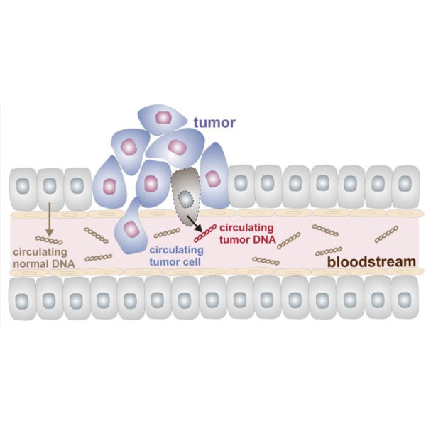 miRNA & Circulating Cell Free DNA extractions - Labplan